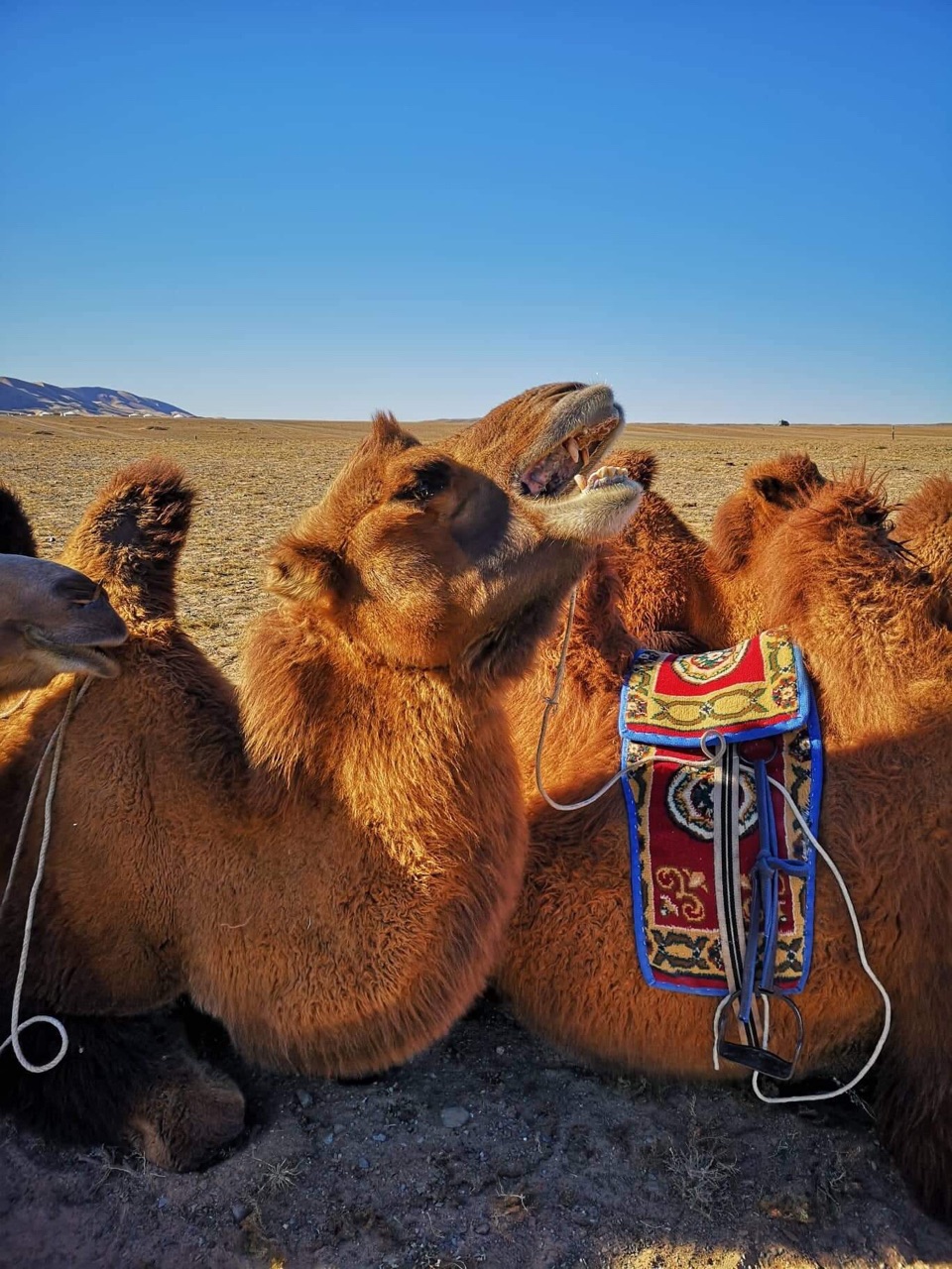 Saynshand, Mongolia - Polarsteps