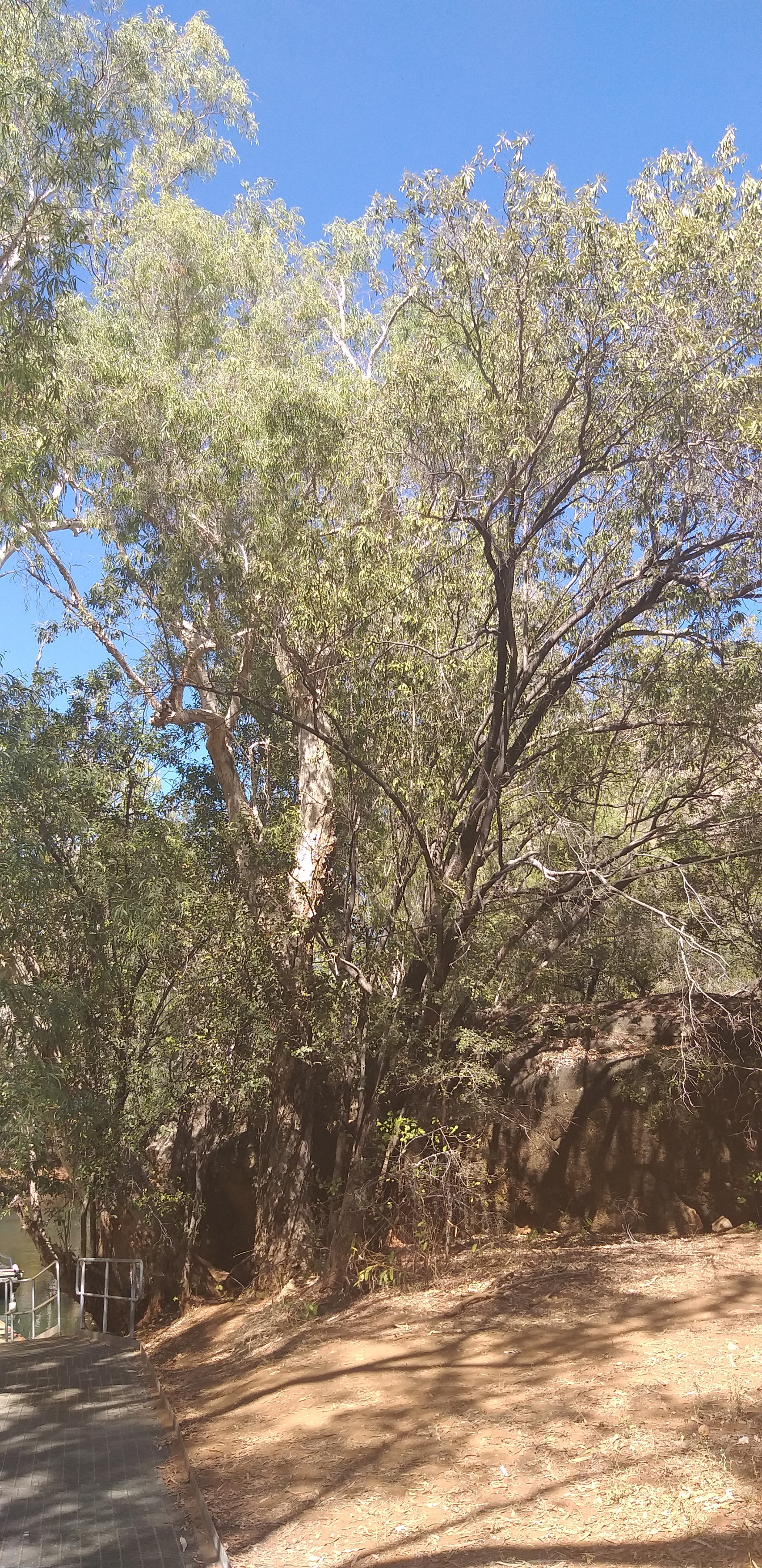 Forsayth, Australia - Polarsteps