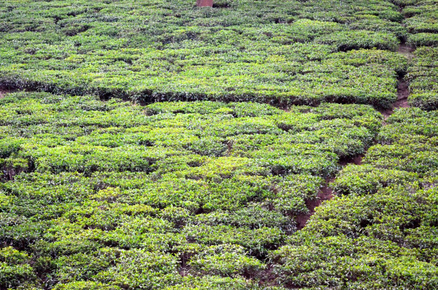ZOA Tea Estate Limited, Malawi - Polarsteps