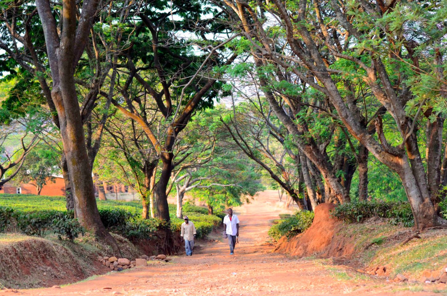 ZOA Tea Estate Limited, Malawi - Polarsteps