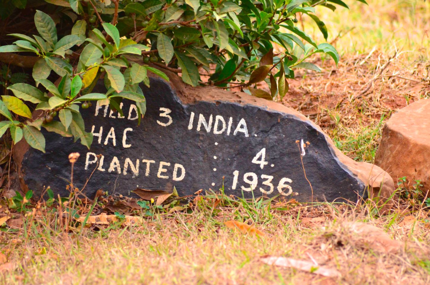 ZOA Tea Estate Limited, Malawi - Polarsteps