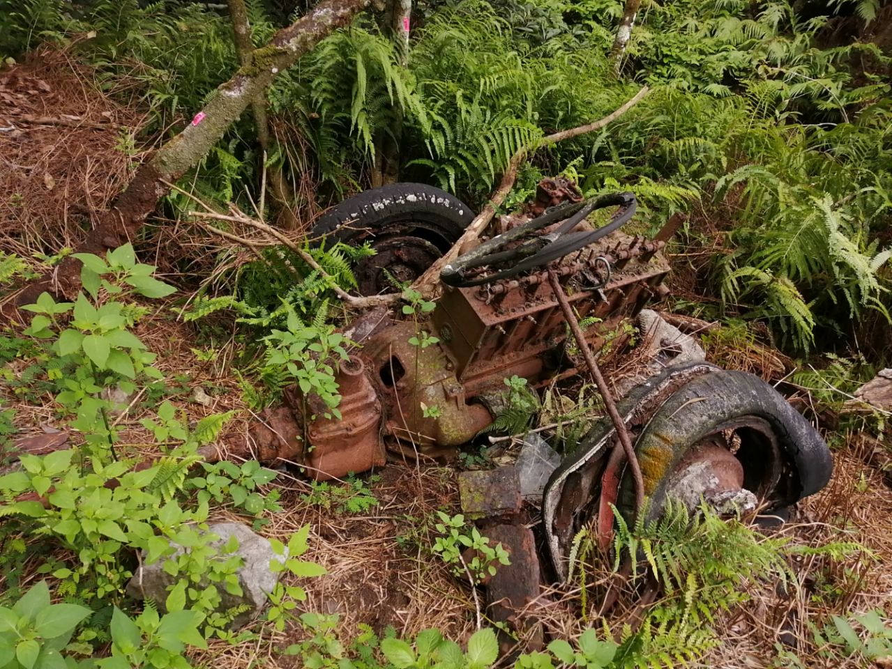 Ogasawara Japan Polarsteps