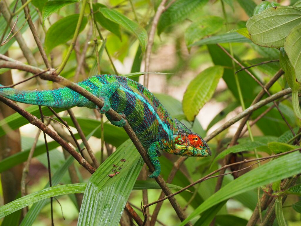 Moramanga, Madagascar - Polarsteps