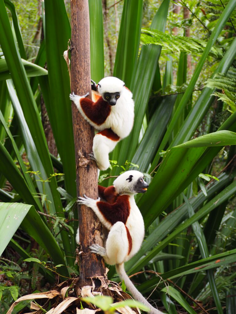 Moramanga, Madagascar - Polarsteps