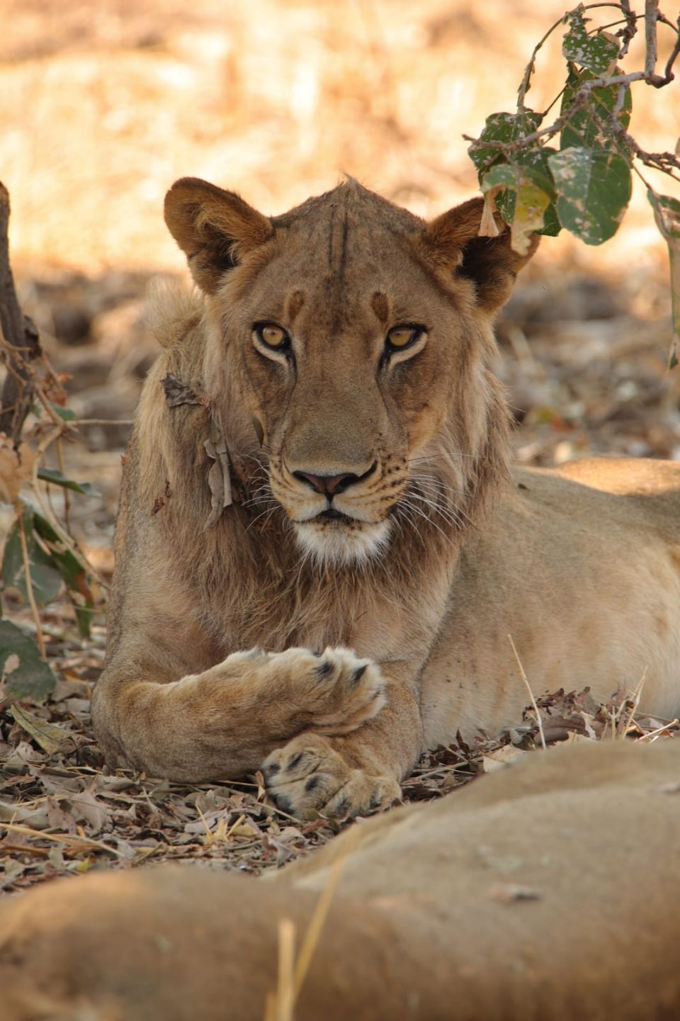 Mambwe, Zambia - Polarsteps