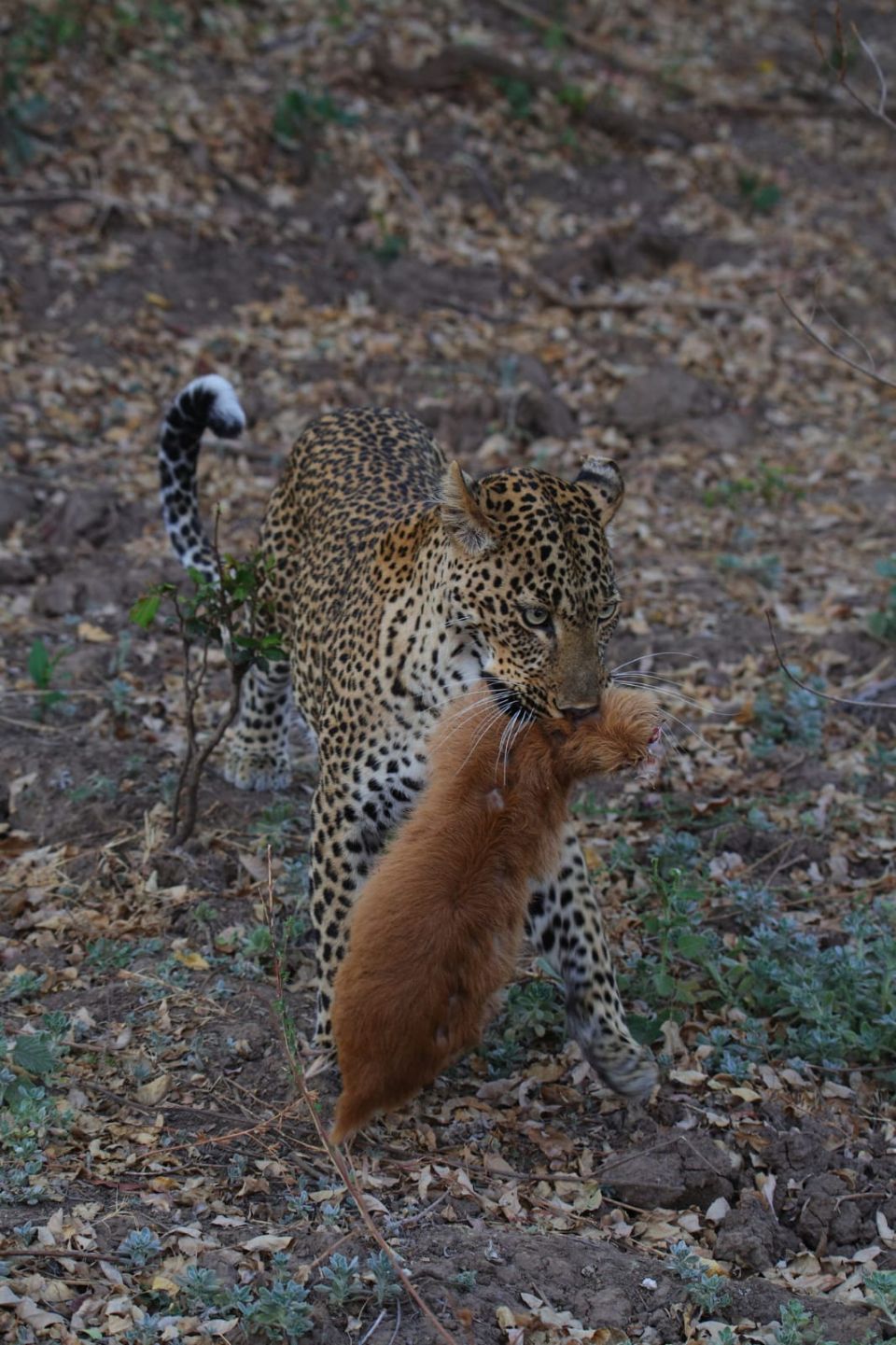 Mambwe, Zambia - Polarsteps