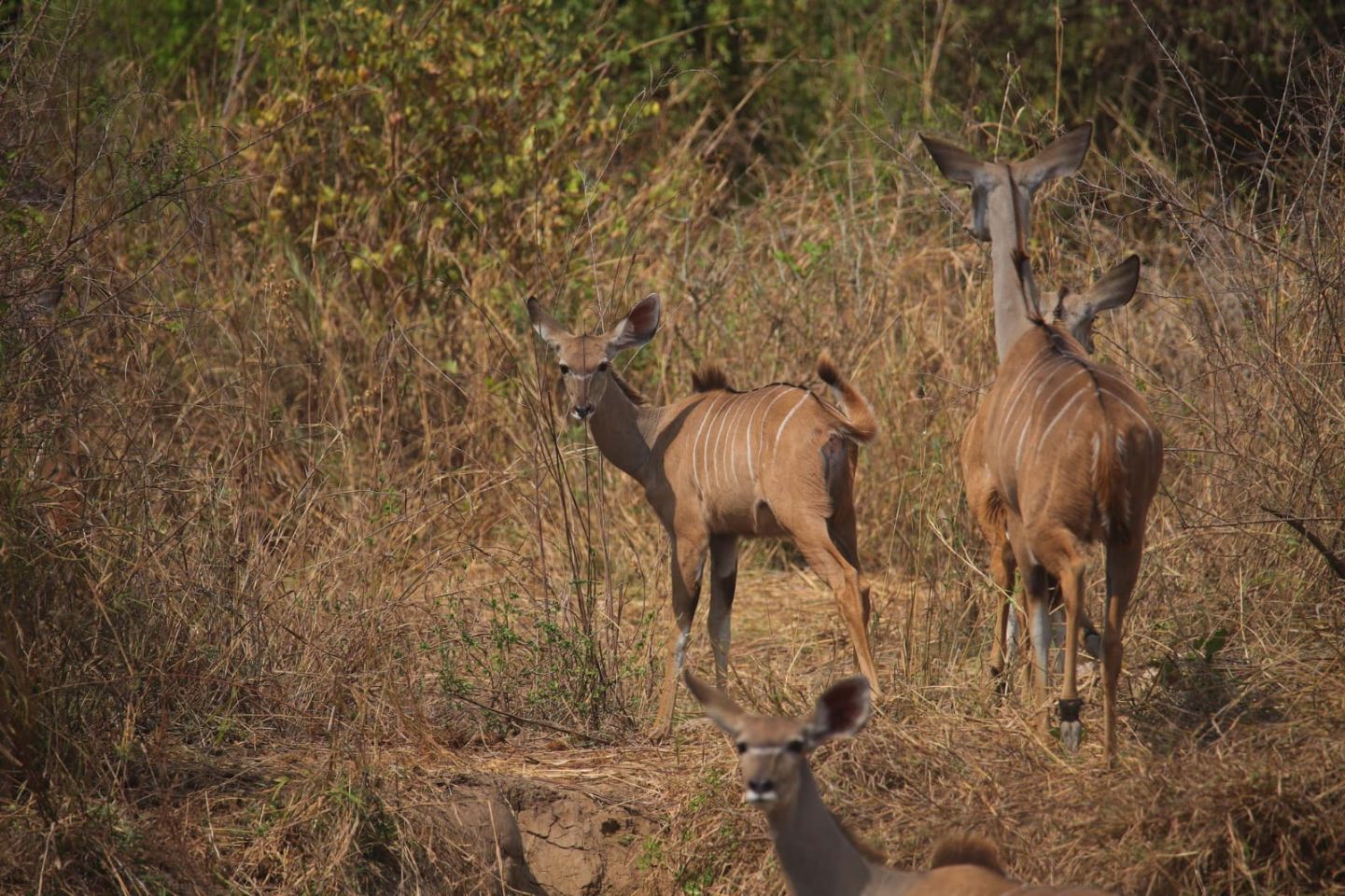 Mambwe, Zambia - Polarsteps