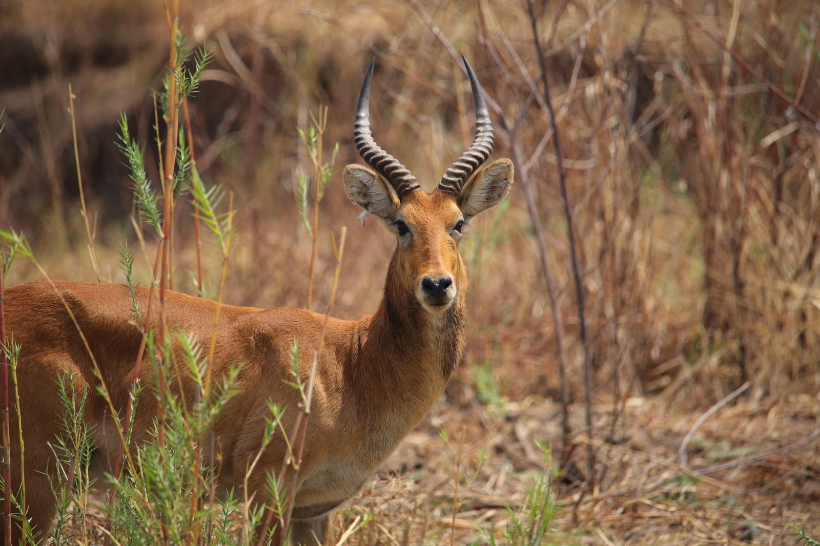 Mambwe, Zambia - Polarsteps