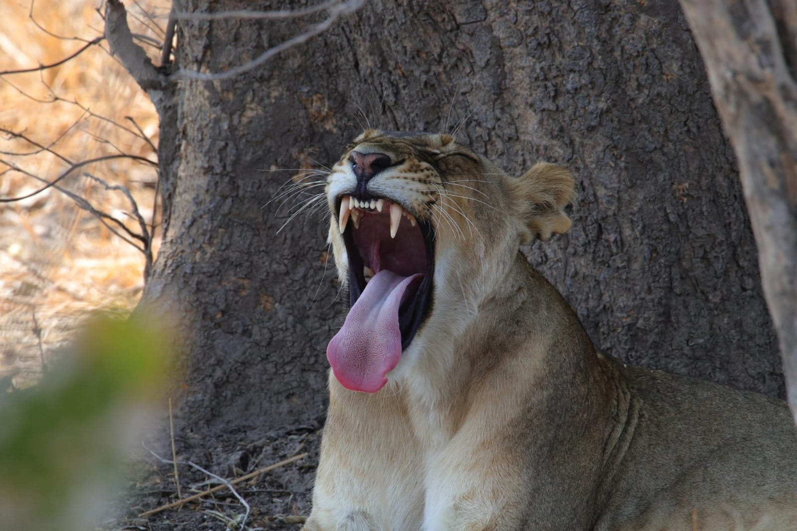 Mambwe, Zambia - Polarsteps