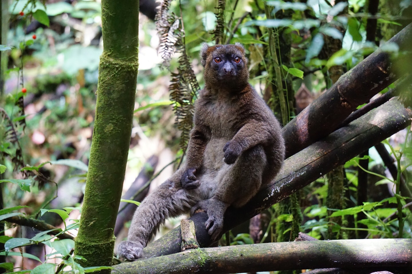 Fianarantsoa Province, Madagascar - Polarsteps