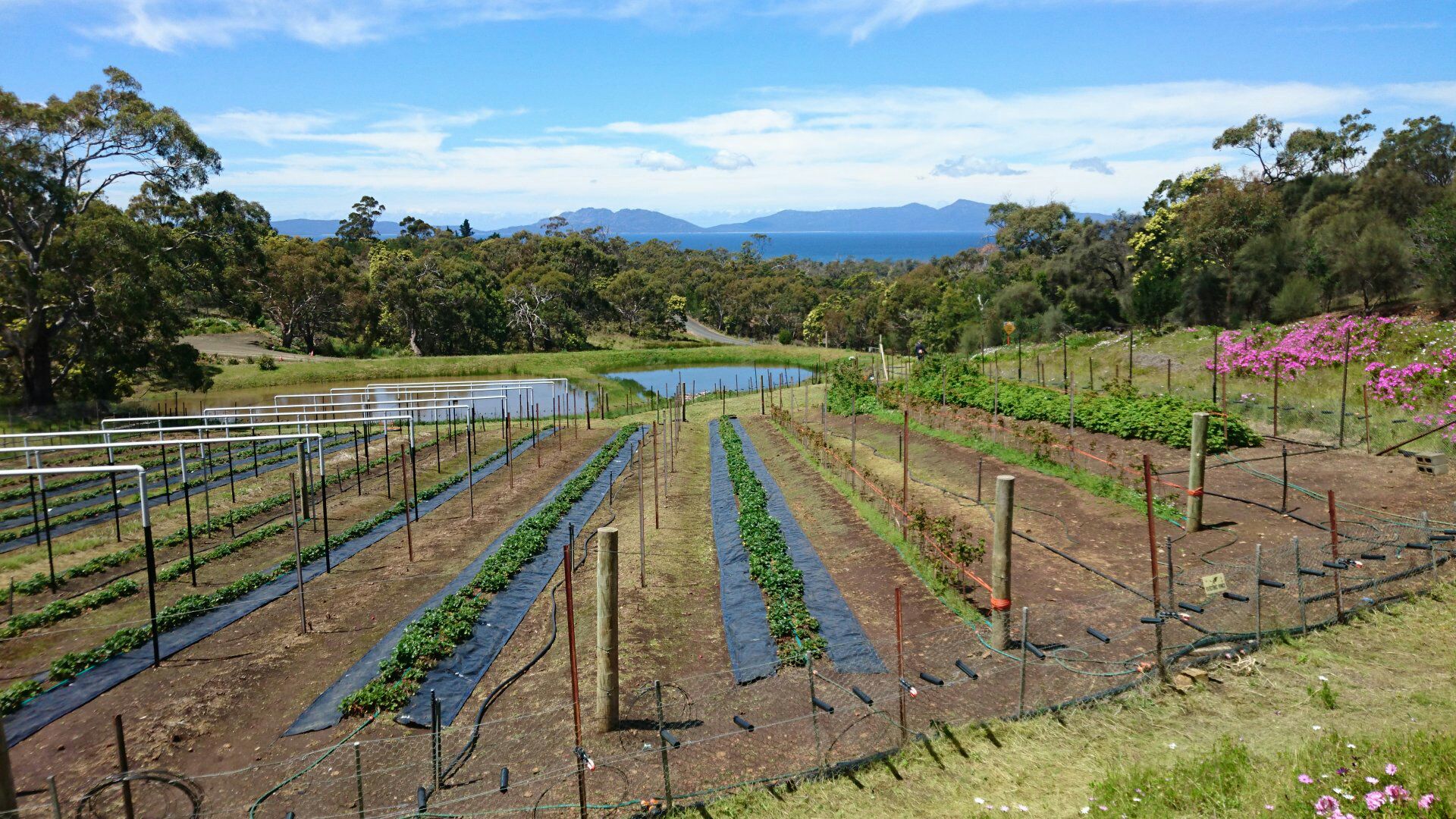 Kate's Berry Farm, Australia - Polarsteps