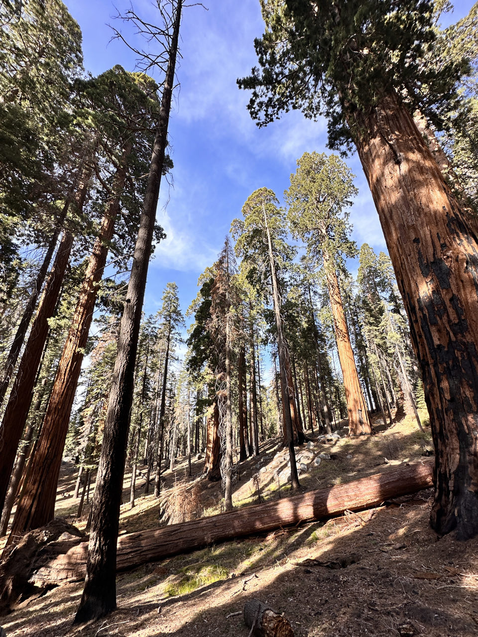 Sequoia National Park, USA - Polarsteps