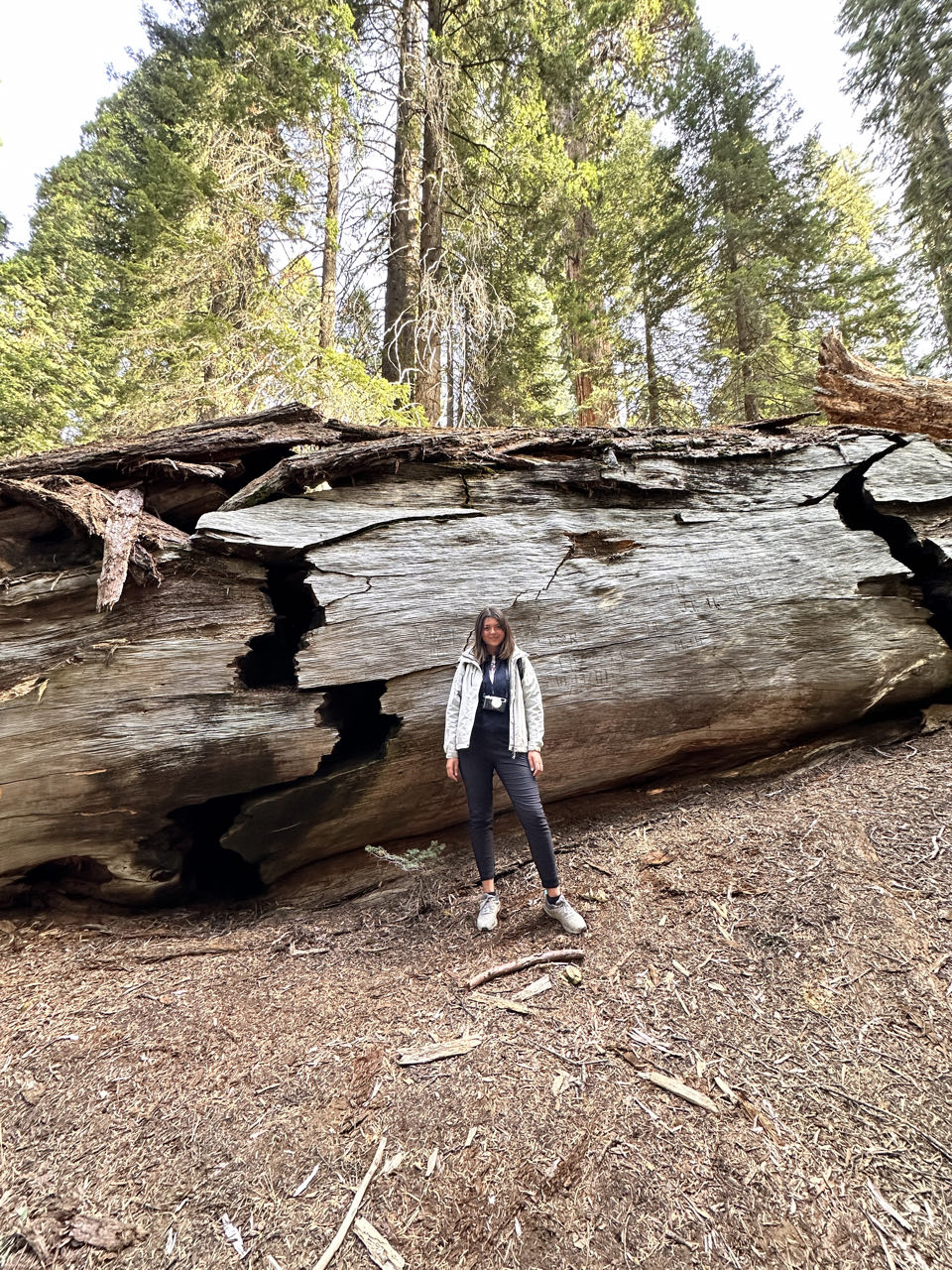 Sequoia National Park, USA - Polarsteps