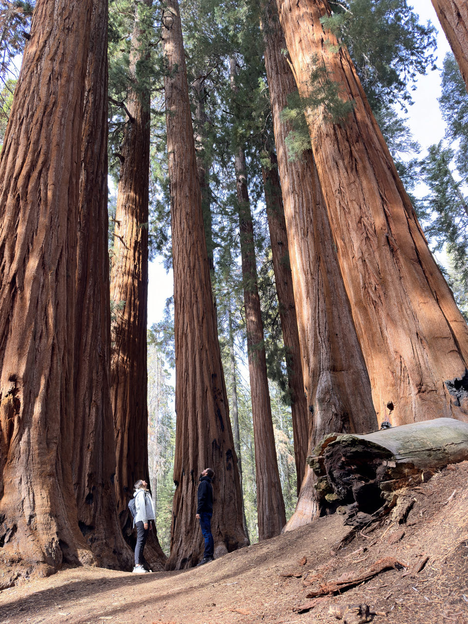 Sequoia National Park, USA - Polarsteps