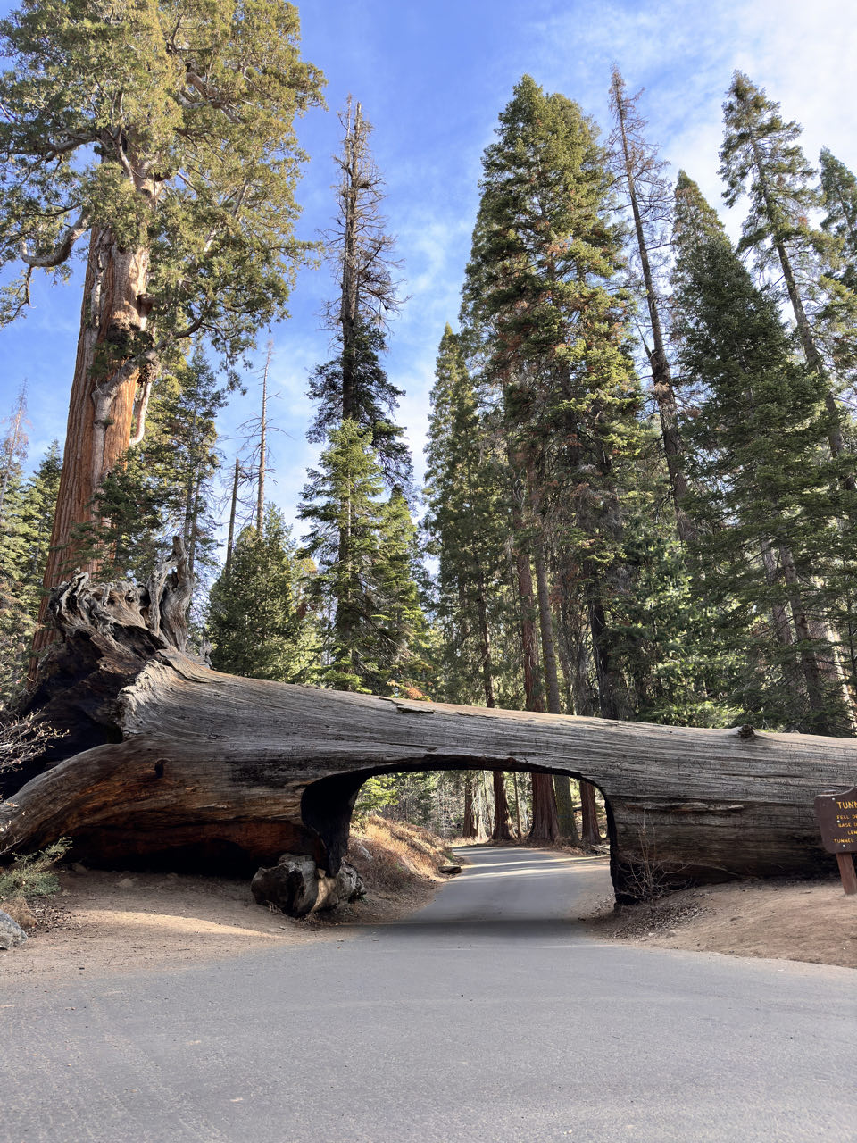 Sequoia National Park, USA - Polarsteps