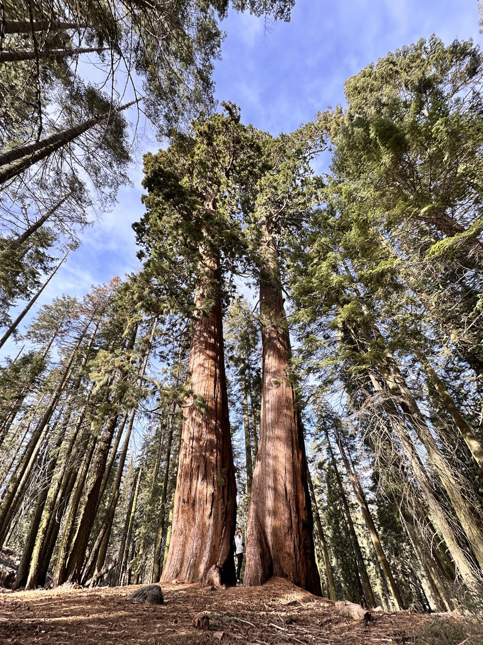 Sequoia National Park, USA - Polarsteps