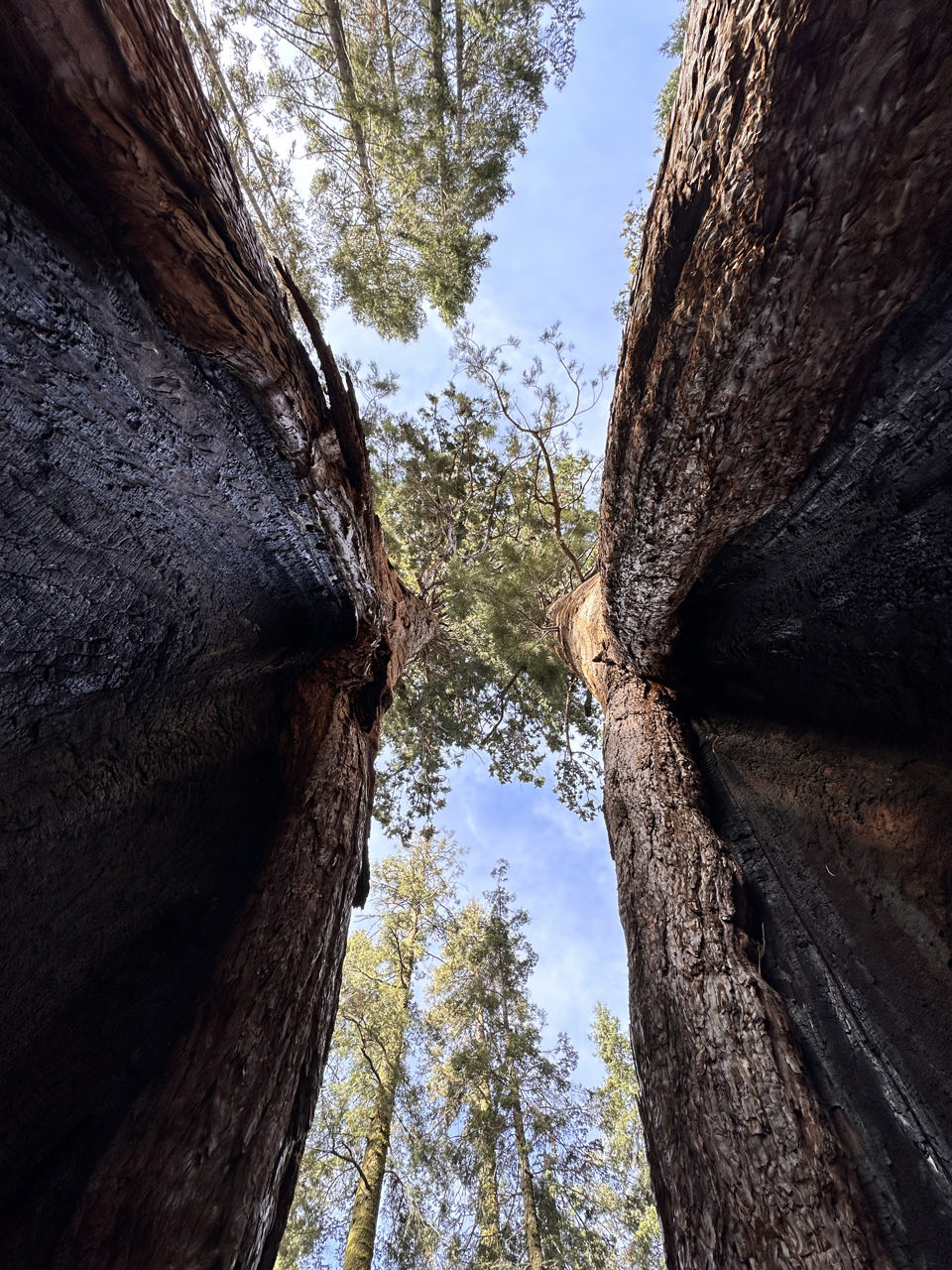 Sequoia National Park, USA - Polarsteps
