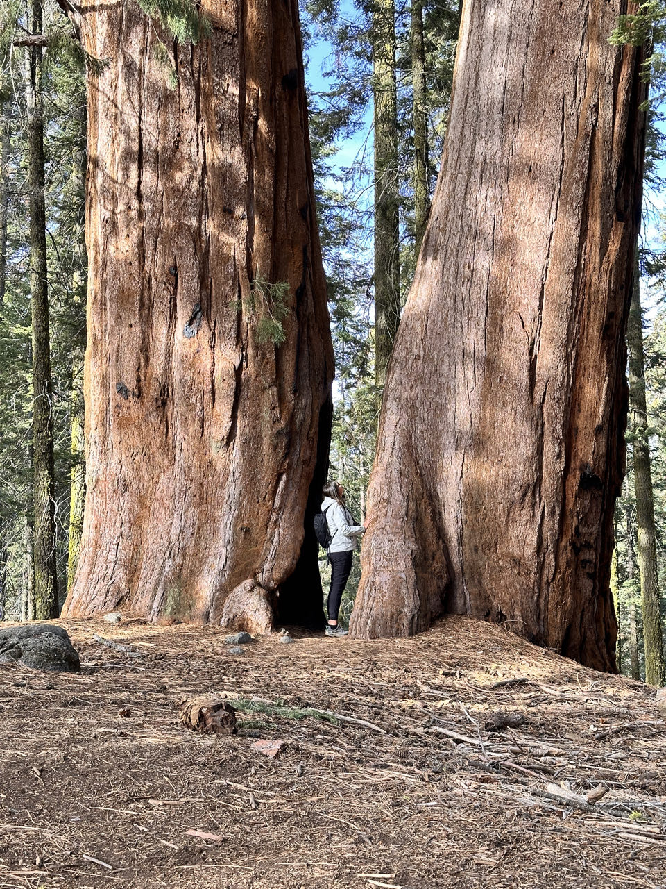Sequoia National Park, USA - Polarsteps