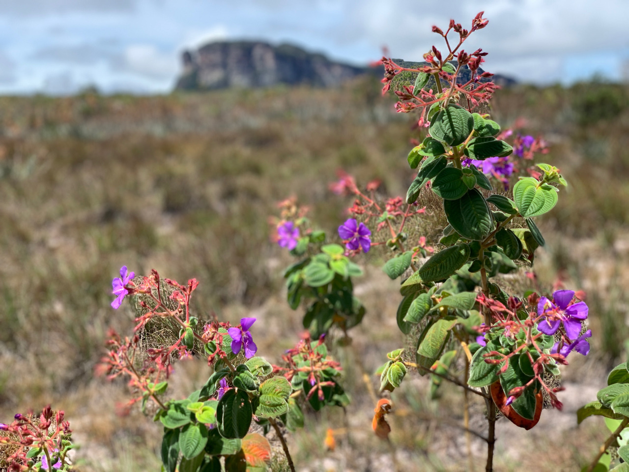 Região Geográfica Imediata de Seabra, Brazil - Polarsteps