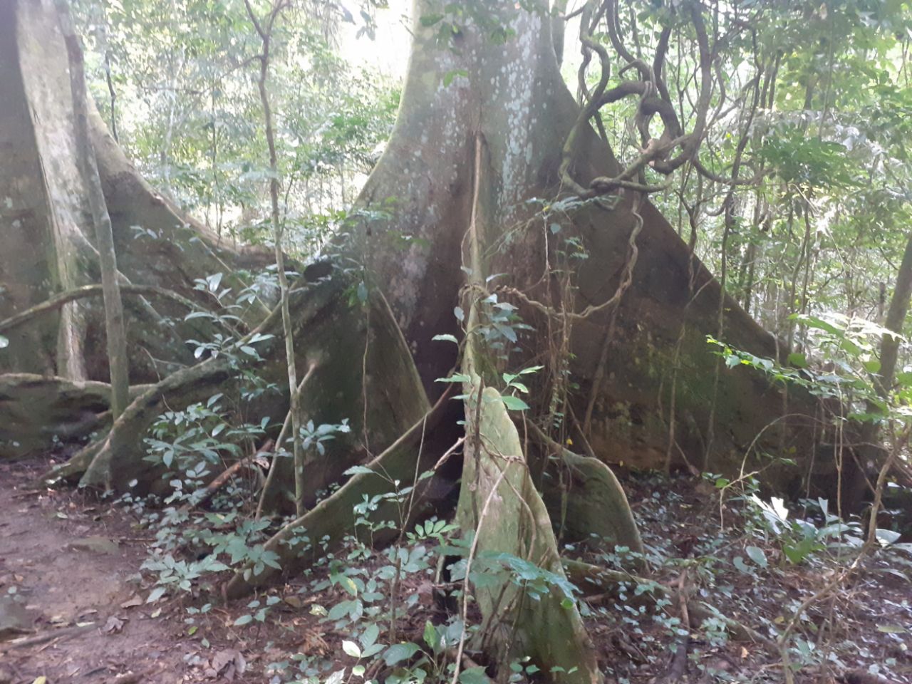 Bunso Canopy walk, Ghana - Polarsteps