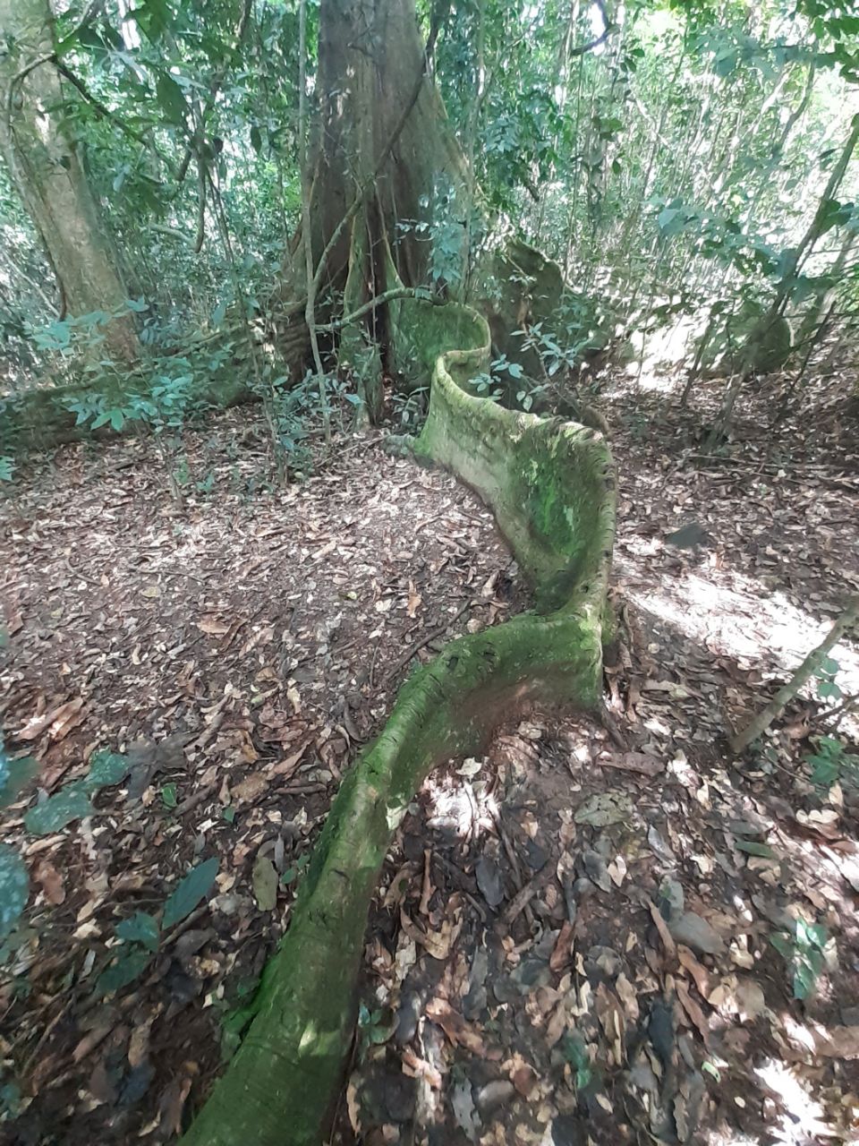 Bunso Canopy walk, Ghana - Polarsteps