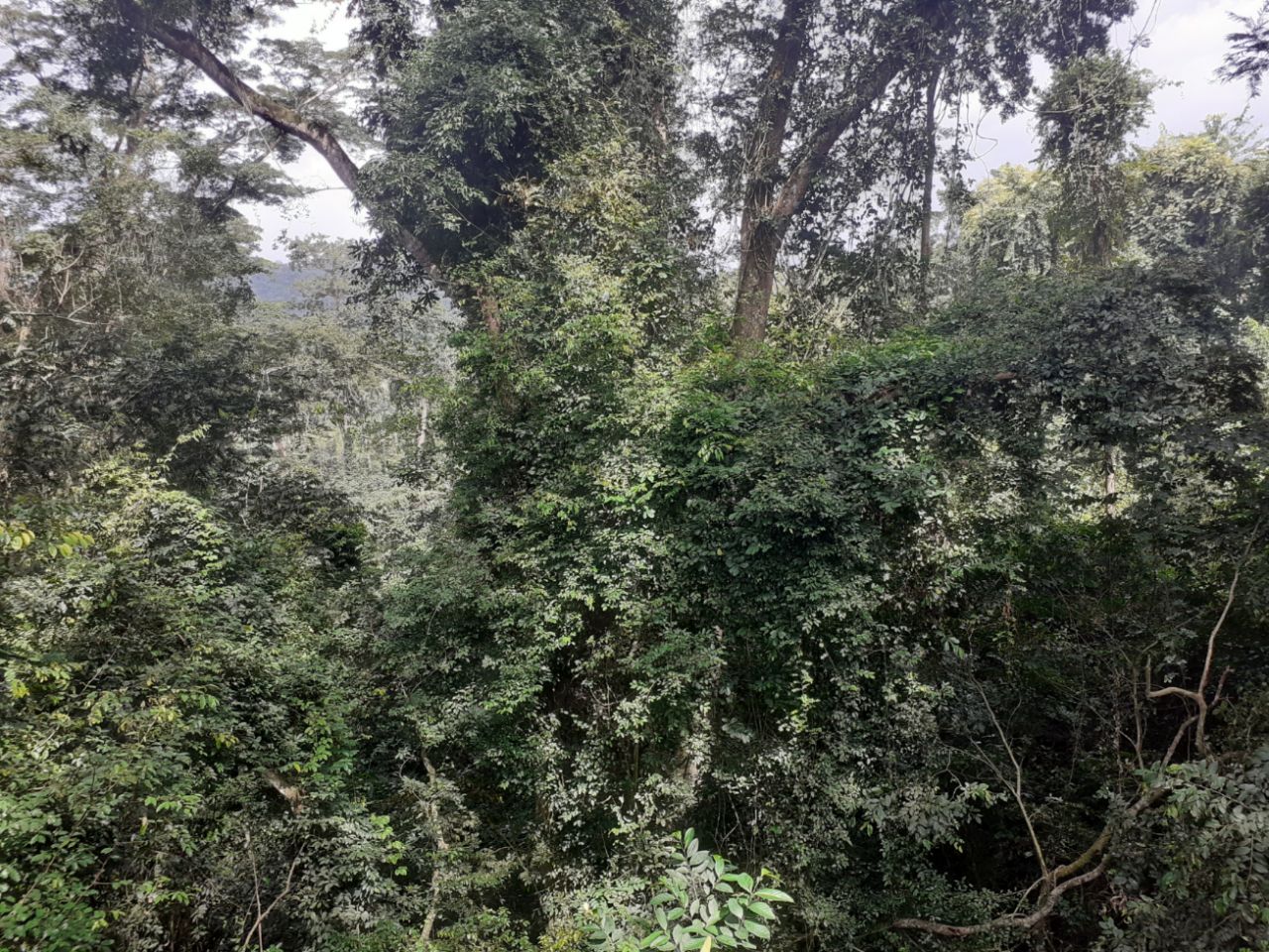 Bunso Canopy walk, Ghana - Polarsteps