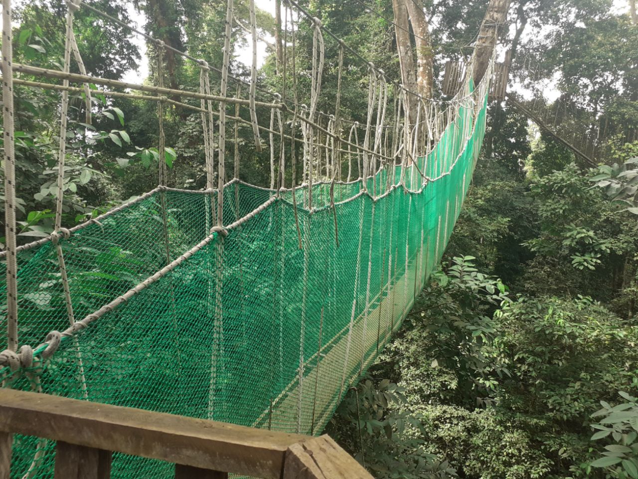 Bunso Canopy walk, Ghana - Polarsteps
