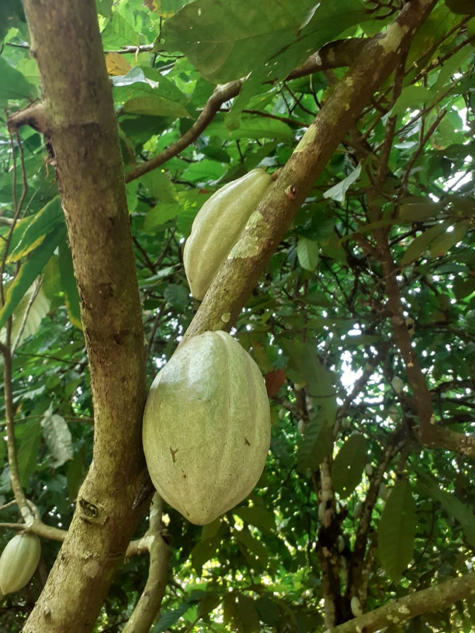 Bunso Canopy walk, Ghana - Polarsteps
