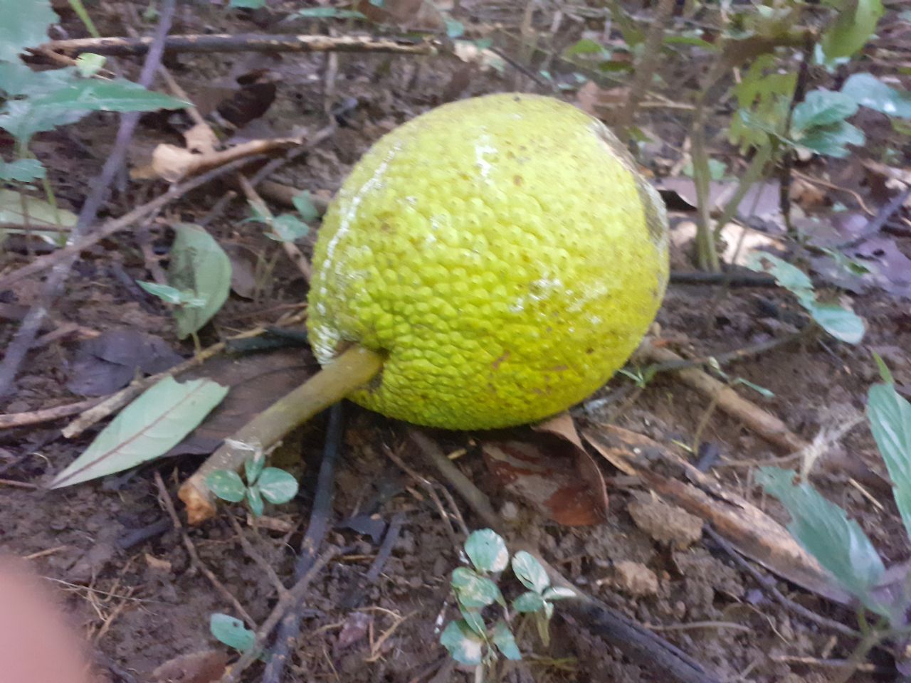 Bunso Canopy walk, Ghana - Polarsteps