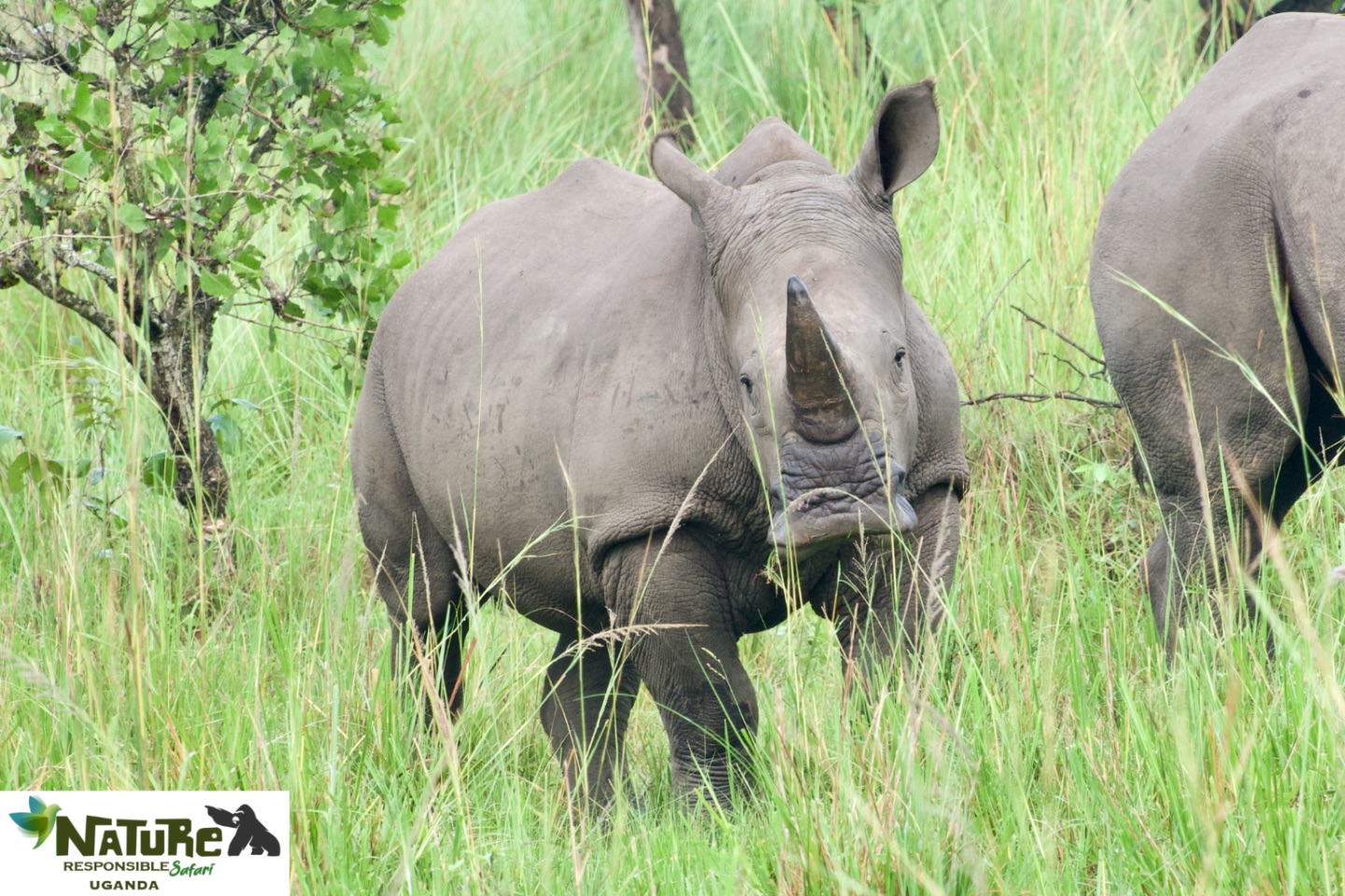 Ziwa Rhino Sanctuary, Uganda - Polarsteps