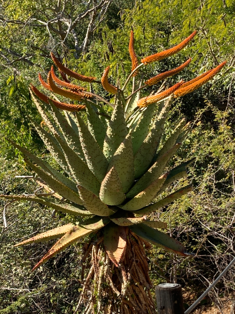 Swadini - Forever Resorts, South Africa - Polarsteps