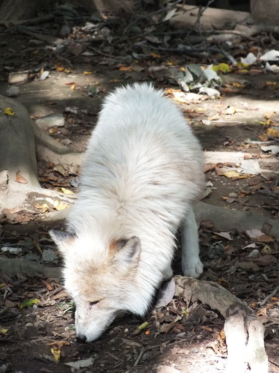 Miyagi Zao Fox Village, Japan - Polarsteps