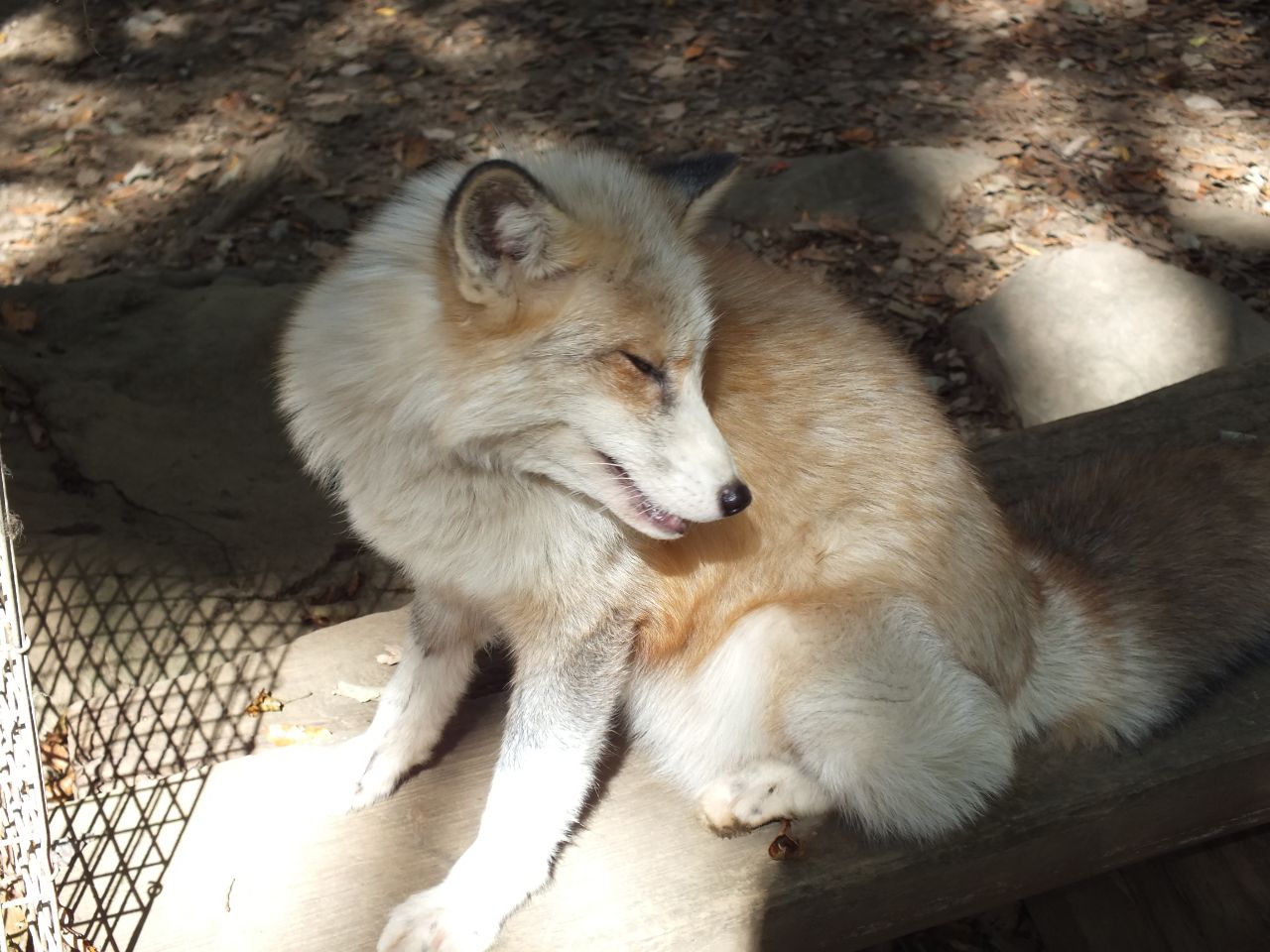 Miyagi Zao Fox Village, Japan - Polarsteps